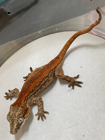 Gecko Ranch | Captive Bred Crested Geckos for Sale | Rhacodactylus ...